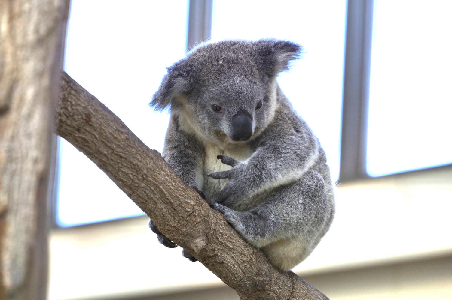 アサヒ - コアラWIKI in JAPAN - atwiki（アットウィキ）