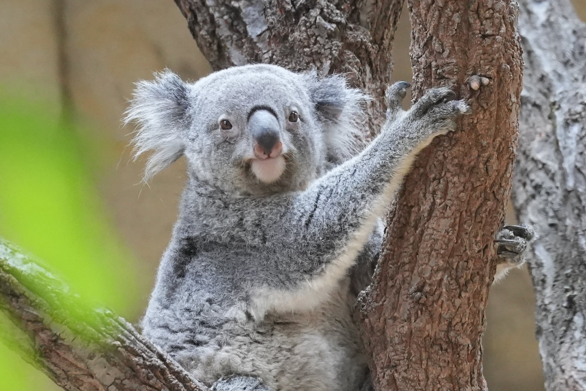 ワトル - コアラWIKI in JAPAN - atwiki（アットウィキ）