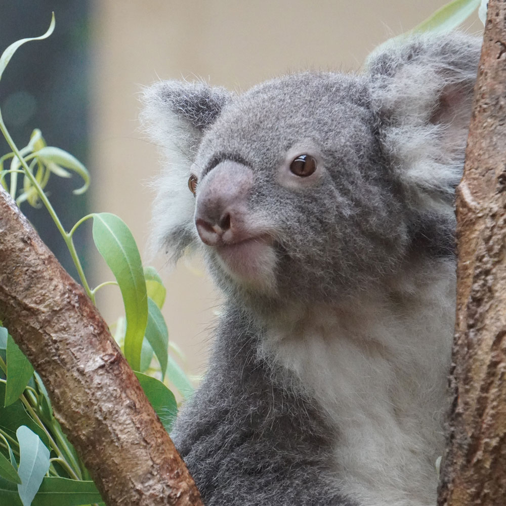 エマ - コアラWIKI in JAPAN - atwiki（アットウィキ）