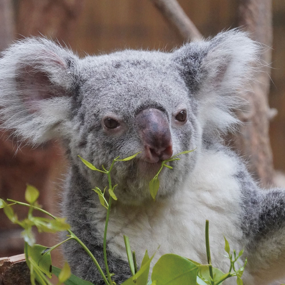 ハナ - コアラWIKI in JAPAN - atwiki（アットウィキ）