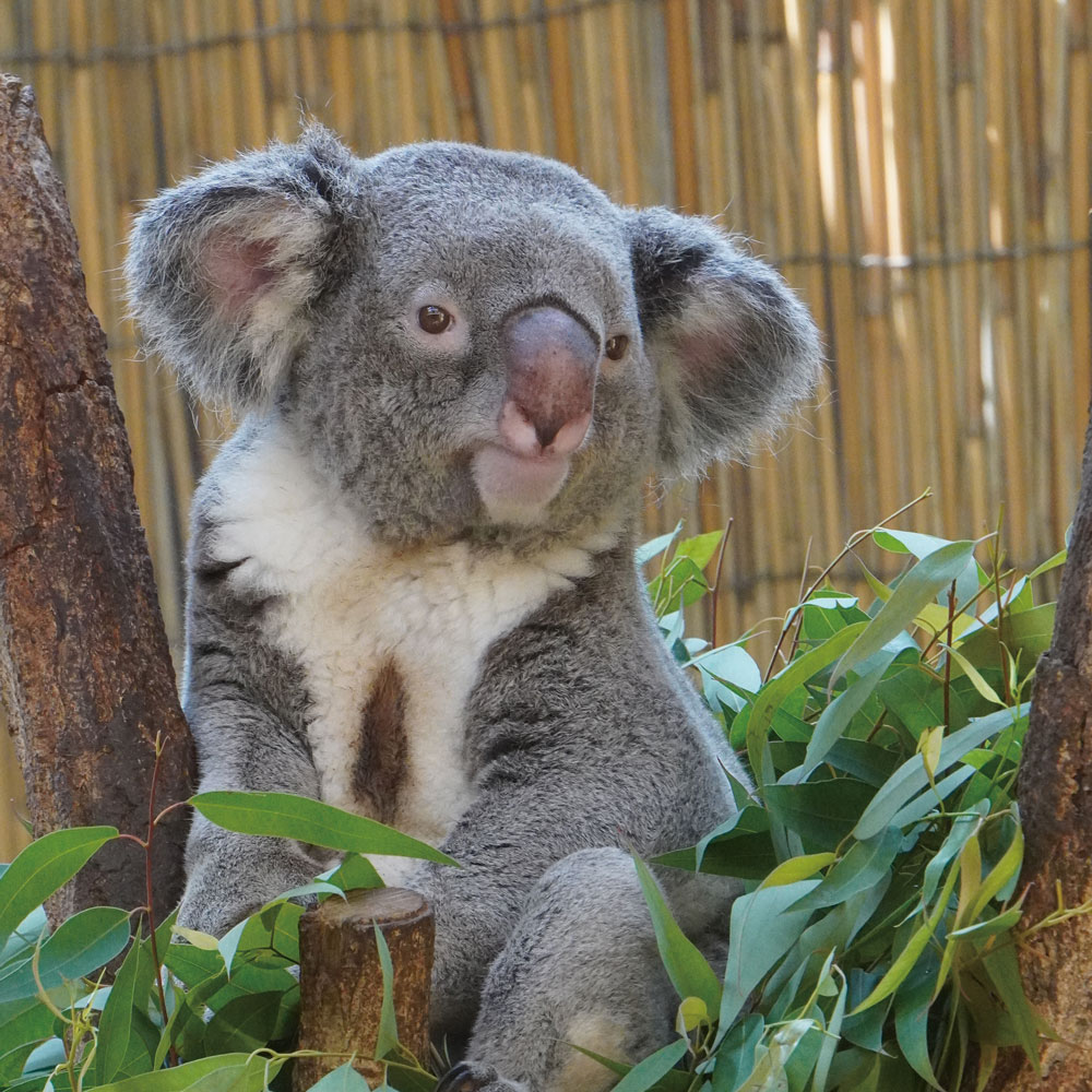 イツキ - コアラWIKI in JAPAN - atwiki（アットウィキ）