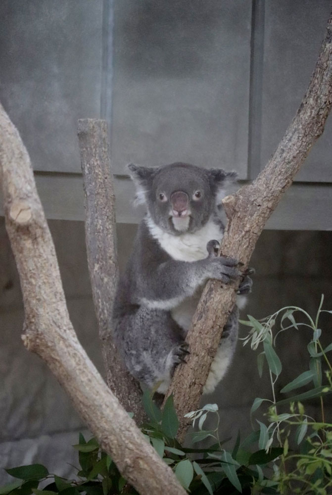 ウミ - コアラWIKI in JAPAN - atwiki（アットウィキ）