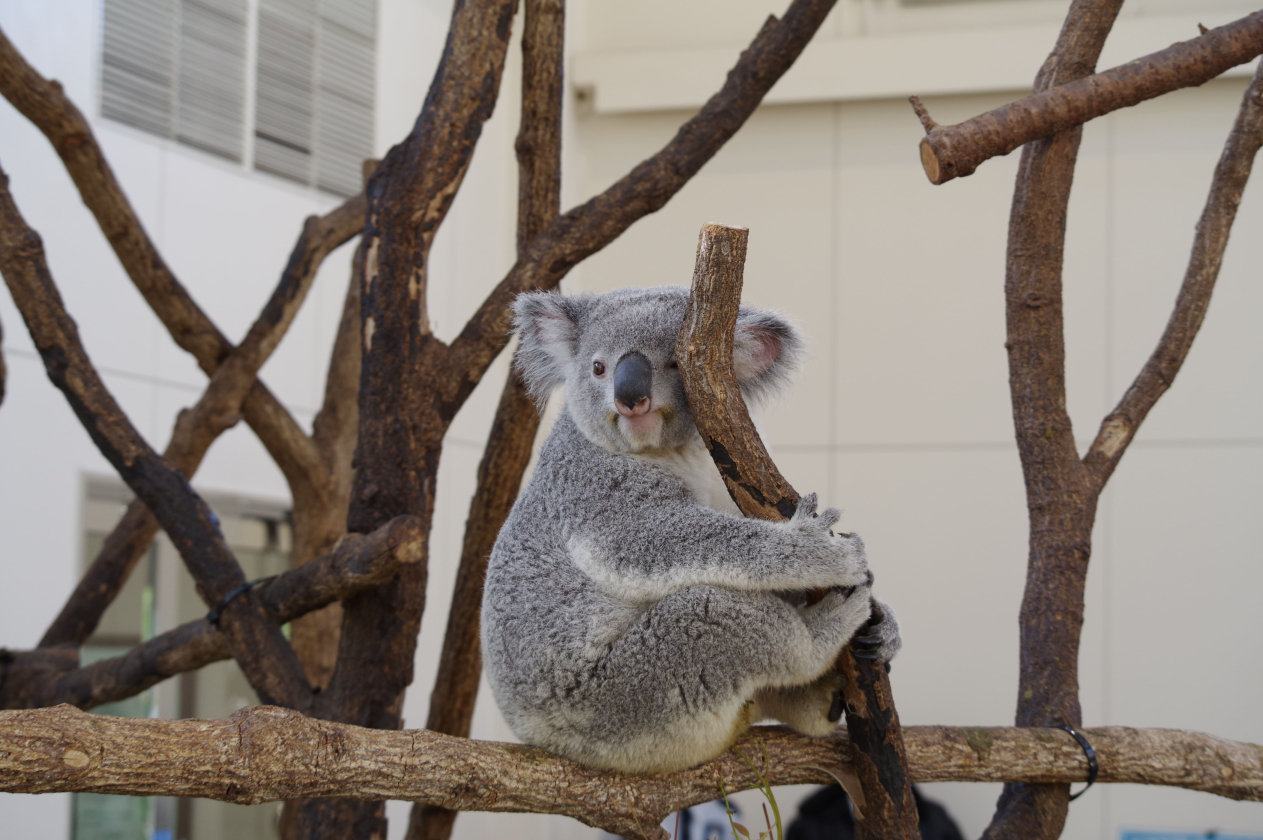 タイヨウ - コアラWIKI in JAPAN - atwiki（アットウィキ）