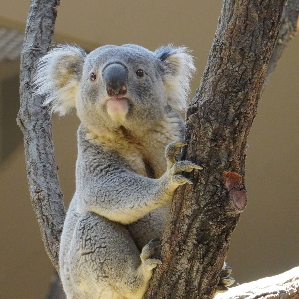 スカイ - コアラWIKI in JAPAN【7/25更新】 - atwiki（アットウィキ）