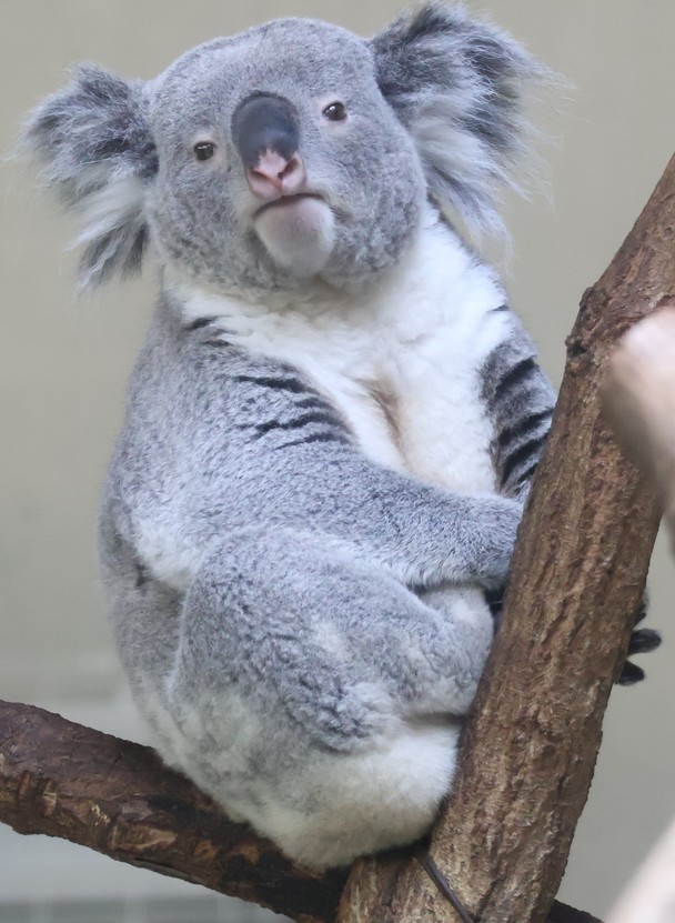 きんとき - コアラWIKI in JAPAN - atwiki（アットウィキ）